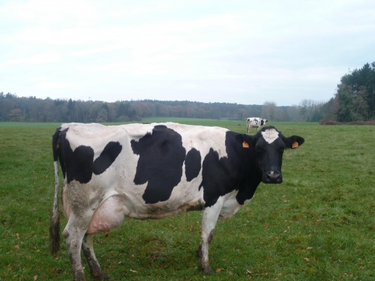Vache Holstein Vendre
