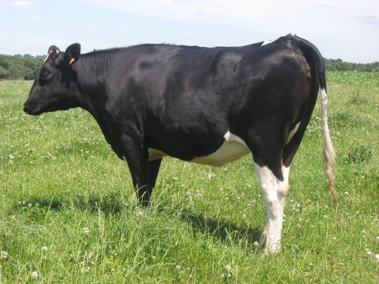 Rechercher, Acheter, Vendre GENISSE PRIM HOLSTEIN RACE LAITIERE MORBIHAN (56580) Ref 218-