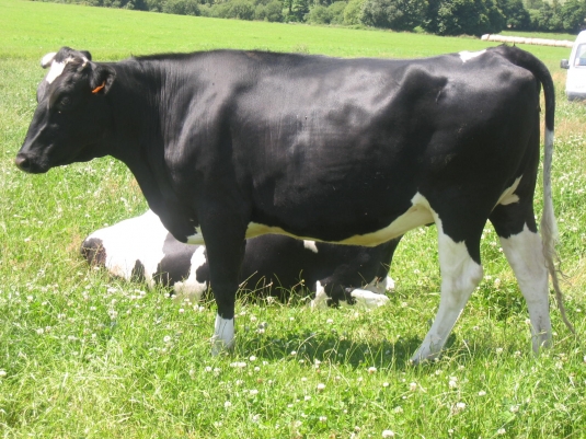 Rechercher, Acheter, Vendre GENISSE PRIM HOLSTEIN RACE LAITIERE MORBIHAN (56580) Ref 218-