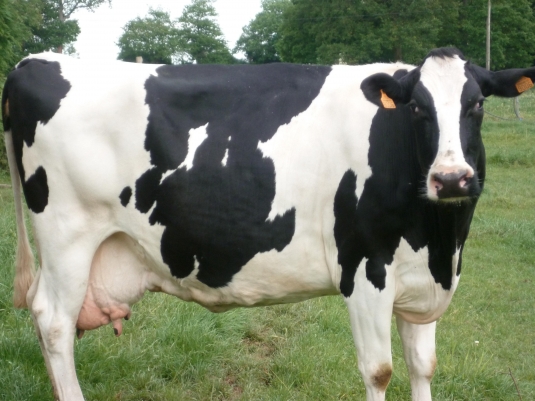 Rechercher, Acheter, Vendre VACHE PRIM HOLSTEIN RACE LAITIERE MORBIHAN (56230) Ref 2301-
