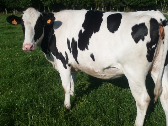 Rechercher, Acheter, Vendre GENISSE PRIM HOLSTEIN RACE LAITIERE MORBIHAN (56230) Ref 2325-