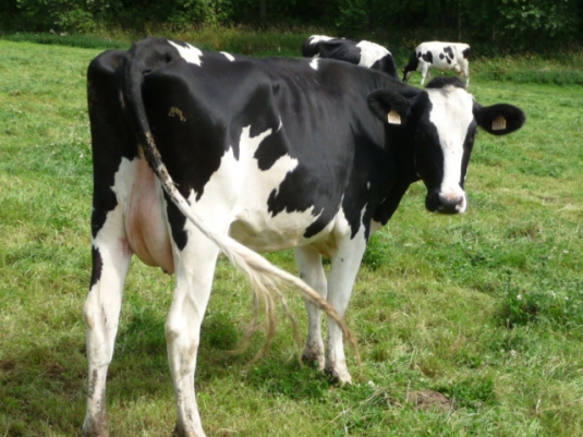Vache Holstein Vendre