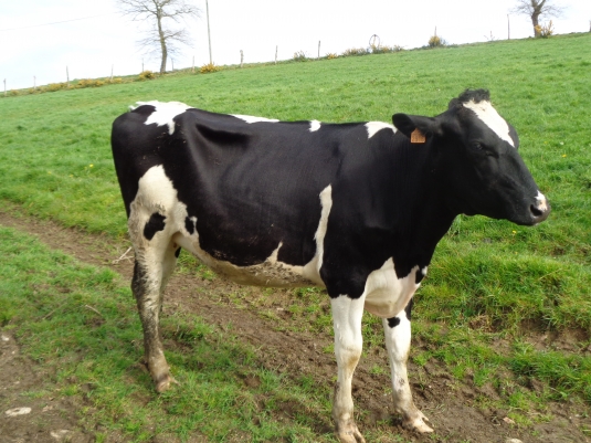 Rechercher, Acheter, Vendre GENISSE AMOUILLANTE PRIM HOLSTEIN RACE LAITIERE MORBIHAN (56230) Ref ...