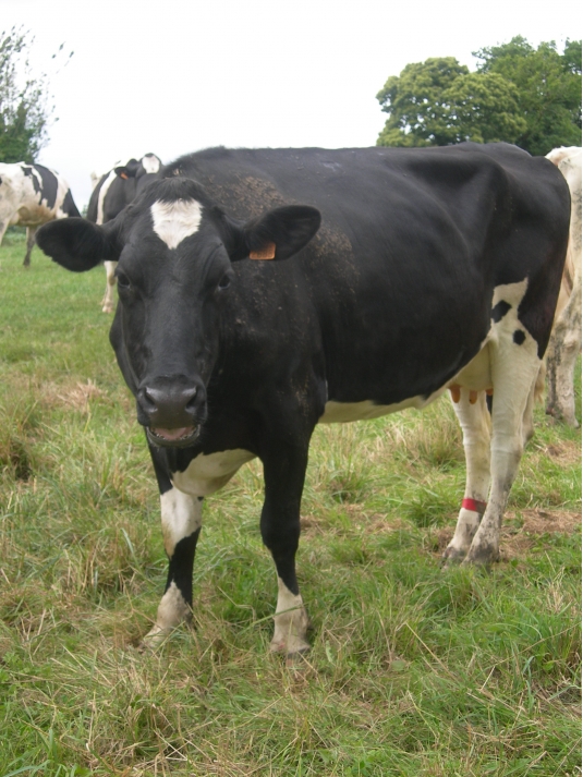 Vache Holstein Vendre