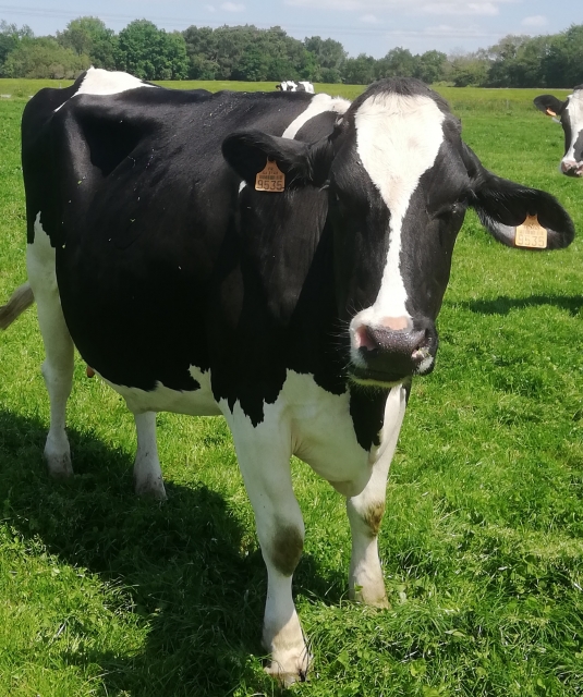 Vache Holstein Vendre