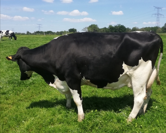 Rechercher, Acheter, Vendre VACHE PRIM HOLSTEIN RACE LAITIERE MORBIHAN (56230) Ref 5878-