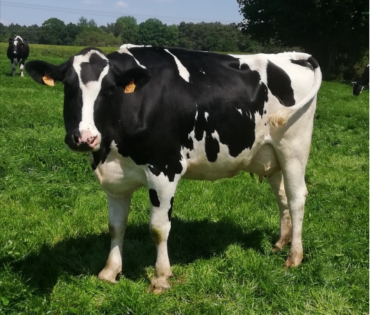 Vache Holstein Vendre