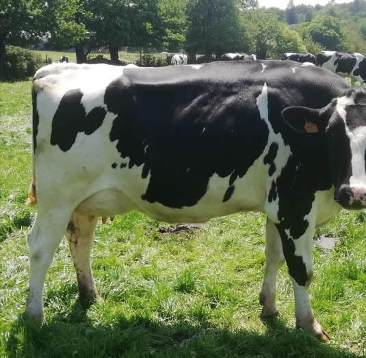 Vache Holstein Vendre