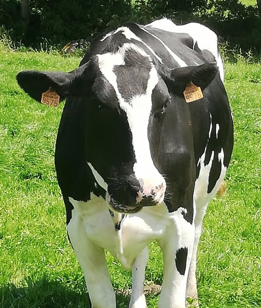 Rechercher, Acheter, Vendre VACHE PRIM HOLSTEIN RACE LAITIERE MORBIHAN (56230) Ref 5879-