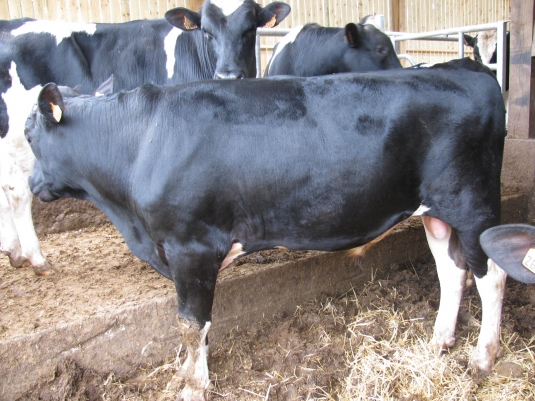 Rechercher, Acheter, Vendre TAUREAU PRIM HOLSTEIN RACE LAITIERE ...