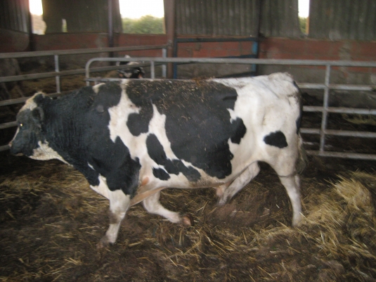 Rechercher, Acheter, Vendre TAUREAU PRIM HOLSTEIN RACE LAITIERE COTES D ...