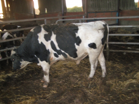 Rechercher, Acheter, Vendre TAUREAU PRIM HOLSTEIN RACE LAITIERE COTES D ...