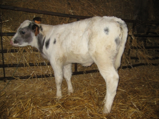 Rechercher, Acheter, Vendre VEAU Femelle CROISE BLANC BLEU PRIM ...