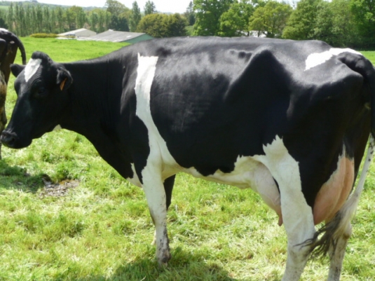 Rechercher, Acheter, Vendre VACHE DE LAIT PRIM HOLSTEIN RACE LAITIERE ...