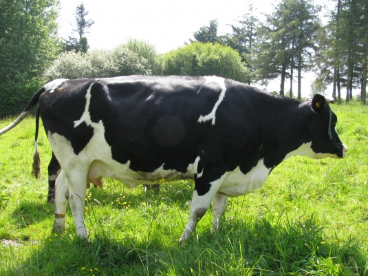 Rechercher, Acheter, Vendre VACHE PRIM HOLSTEIN RACE LAITIERE MANCHE ...