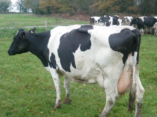 Rechercher, Acheter, Vendre VACHE PRIM HOLSTEIN RACE LAITIERE MORBIHAN ...