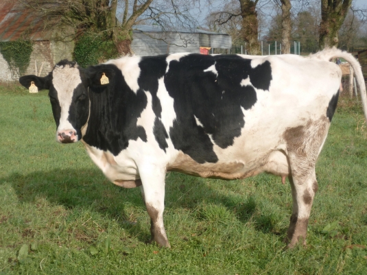 Rechercher, Acheter, Vendre VACHE PRIM HOLSTEIN RACE LAITIERE MORBIHAN ...