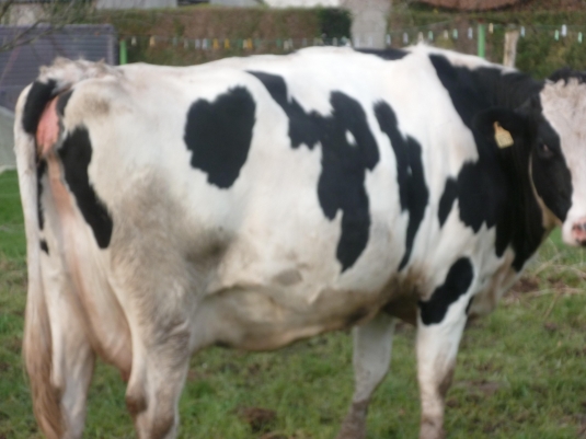 Rechercher, Acheter, Vendre VACHE PRIM HOLSTEIN RACE LAITIERE MORBIHAN ...