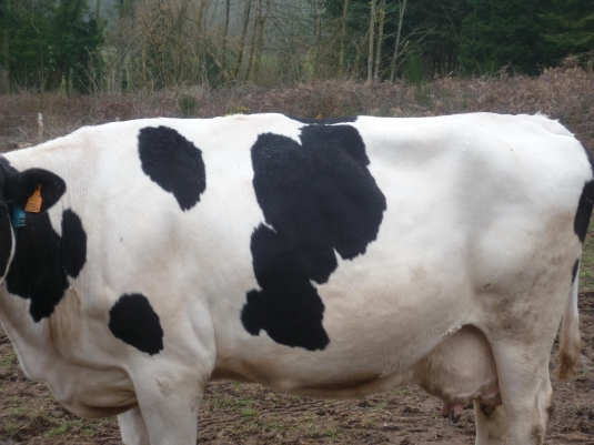Rechercher, Acheter, Vendre VACHE PRIM HOLSTEIN RACE LAITIERE MORBIHAN ...