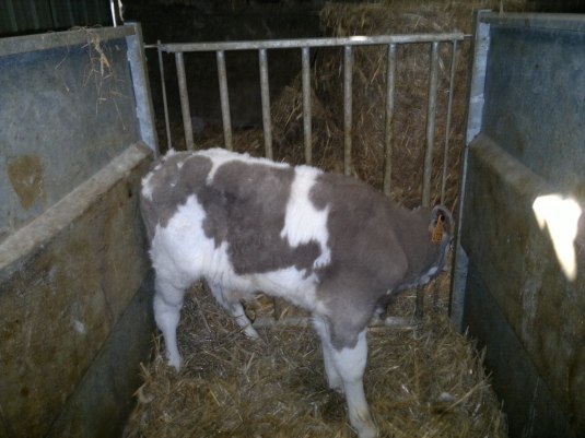 Rechercher, Acheter, Vendre VEAU MALE CROISE INRA 95 PRIM HOLSTEIN RACE ...