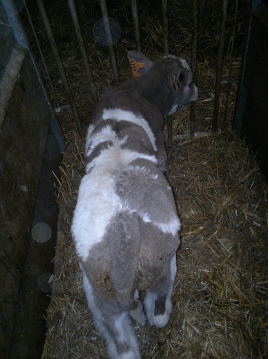 Rechercher, Acheter, Vendre VEAU MALE CROISE INRA 95 PRIM HOLSTEIN RACE ...