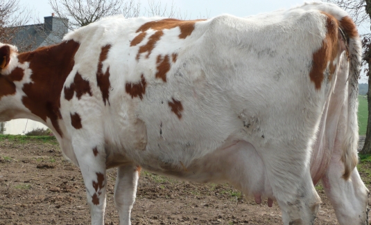 Rechercher, Acheter, Vendre VACHE PIE ROUGE DES PLAINES RACE LAITIERE ...