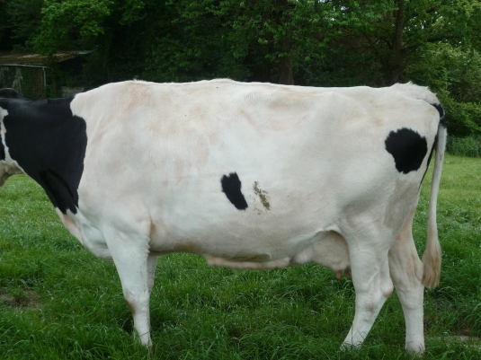 Rechercher, Acheter, Vendre VACHE PRIM HOLSTEIN RACE LAITIERE MORBIHAN ...
