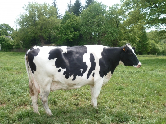 Rechercher, Acheter, Vendre VACHE PRIM HOLSTEIN RACE LAITIERE MORBIHAN ...
