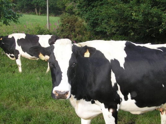 Rechercher, Acheter, Vendre VACHE PRIM HOLSTEIN RACE LAITIERE MORBIHAN ...