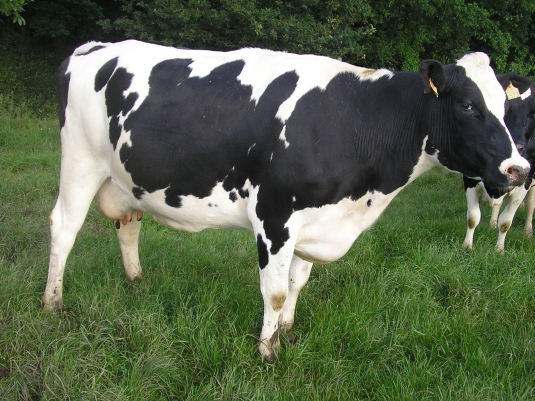 Rechercher, Acheter, Vendre VACHE PRIM HOLSTEIN RACE LAITIERE MORBIHAN ...