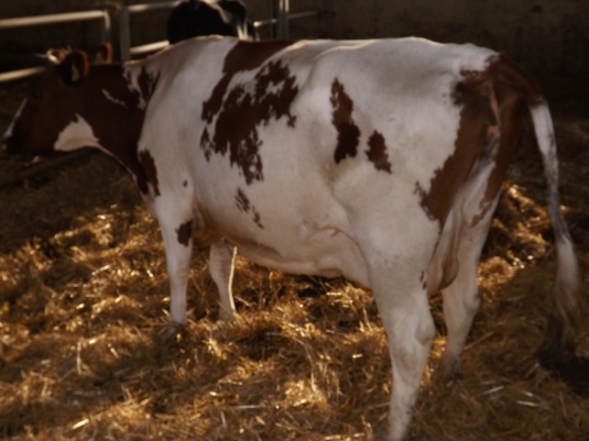 Rechercher, Acheter, Vendre VACHE PIE ROUGE DES PLAINES RACE LAITIERE ...