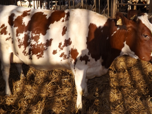 Rechercher, Acheter, Vendre VACHE PIE ROUGE DES PLAINES RACE LAITIERE ...