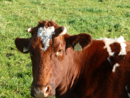 VEND VACHE PIE ROUGE DES PLAINES, cotation bovin, enchere bovin, cours ...