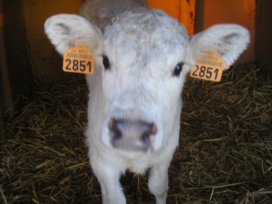 Rechercher, Acheter, Vendre VEAU MALE CROISE INRA 95 PRIM HOLSTEIN RACE ...