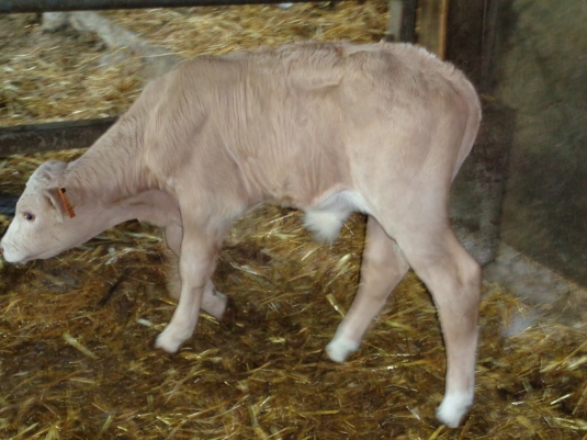 Rechercher, Acheter, Vendre VEAU MALE CROISE CHAROLAISE PRIM HOLSTEIN ...