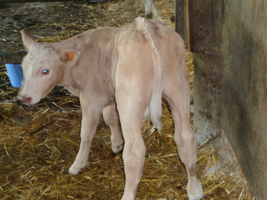 Rechercher, Acheter, Vendre VEAU MALE CROISE CHAROLAISE PRIM HOLSTEIN ...