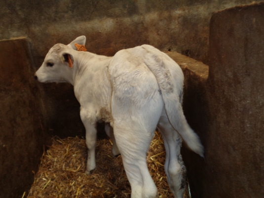 Rechercher, Acheter, Vendre VEAU MALE CROISE CHAROLAISE PRIM HOLSTEIN ...