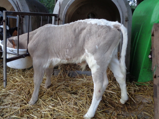 VEND VEAU MALE CROISE, cotation bovin, enchere bovin, cours du marche ...