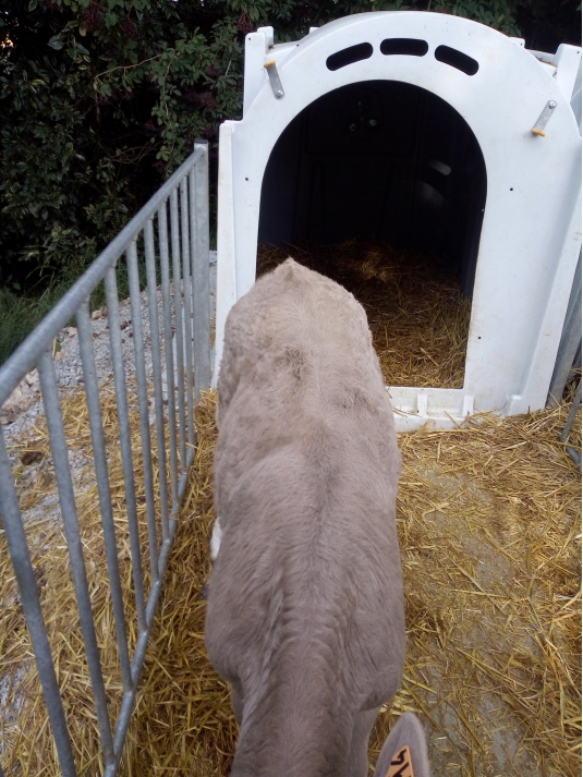 Rechercher, Acheter, Vendre VEAU MALE CROISE INRA 95 PRIM HOLSTEIN RACE ...