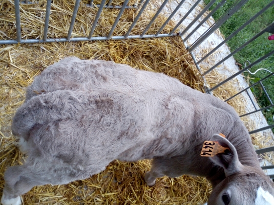 Rechercher, Acheter, Vendre VEAU MALE CROISE INRA 95 PRIM HOLSTEIN RACE ...