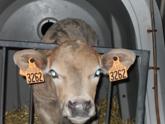 Rechercher, Acheter, Vendre VEAU MALE CROISE INRA 95 PRIM HOLSTEIN RACE ...