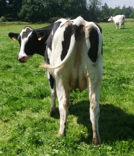 Rechercher, Acheter, Vendre VACHE PRIM HOLSTEIN RACE LAITIERE MORBIHAN ...