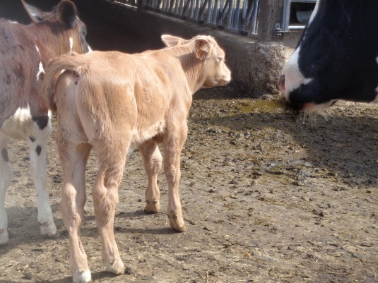 Rechercher, Acheter, Vendre VEAU MALE CROISE INRA 95 PRIM HOLSTEIN RACE ...