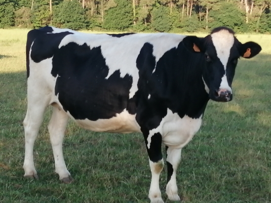 Rechercher, Acheter, Vendre VACHE PRIM HOLSTEIN RACE LAITIERE MORBIHAN ...