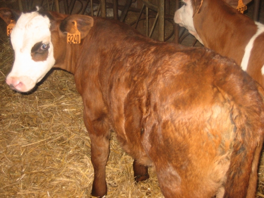 Rechercher, Acheter, Vendre VEAU Femelle CROISE ANGUS MONTBELIARDE RACE ...