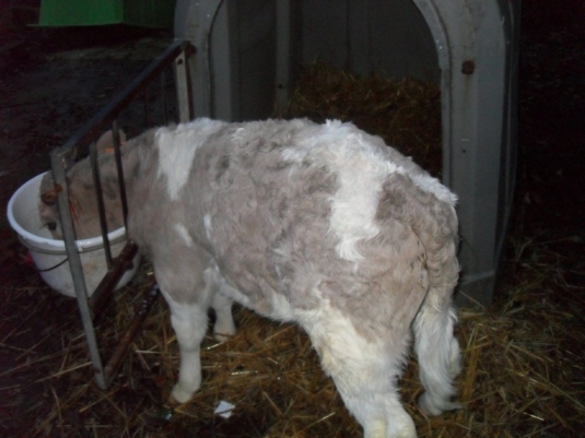 Rechercher, Acheter, Vendre VEAU MALE CROISE INRA 95 PRIM HOLSTEIN RACE ...