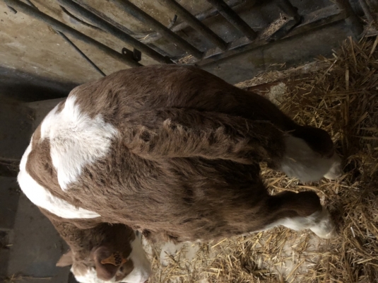 Rechercher, Acheter, Vendre VEAU MALE CROISE INRA 95 PRIM HOLSTEIN RACE ...