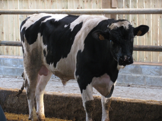 Rechercher, Acheter, Vendre TAUREAU PRIM HOLSTEIN RACE LAITIERE ...